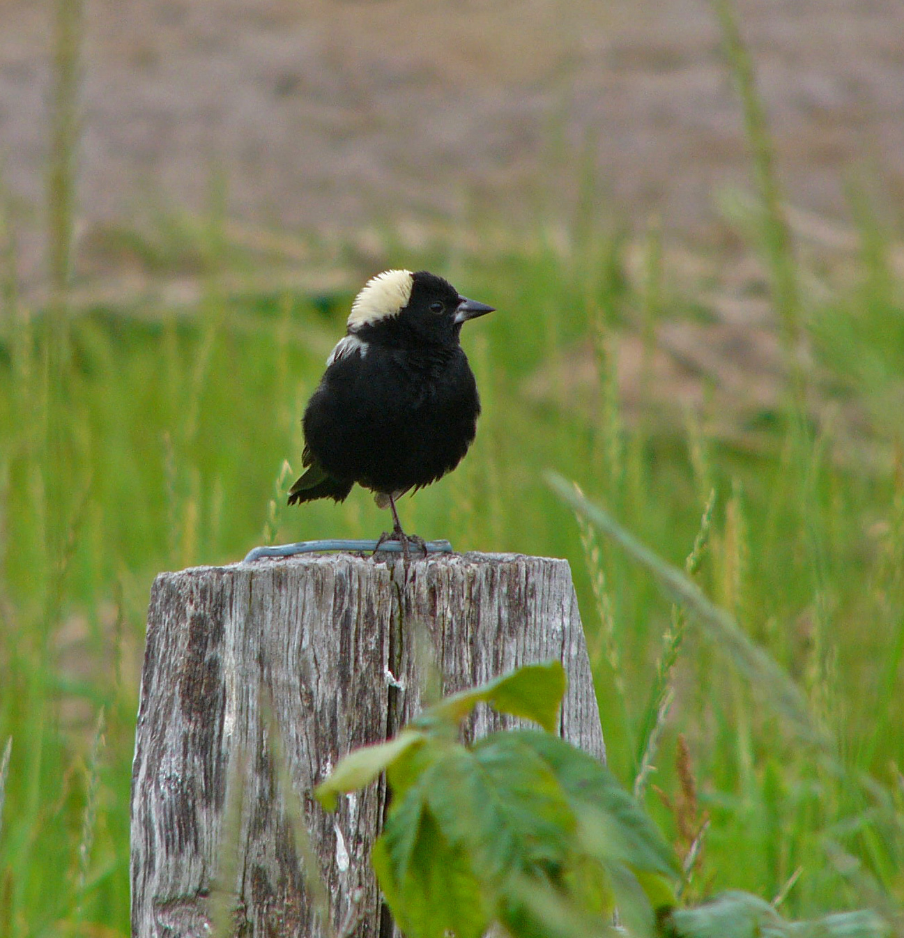 The Bobolink Project